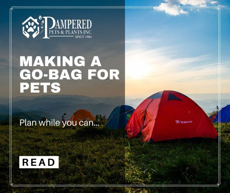 Creating a Go Bag for Your Pets in Arizona - Pampered Pets & Plants