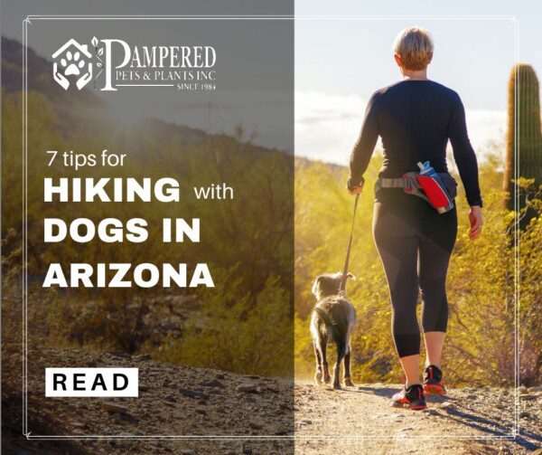 7 Things to Know about Hiking with Dogs in Arizona - Pampered Pets & Plants